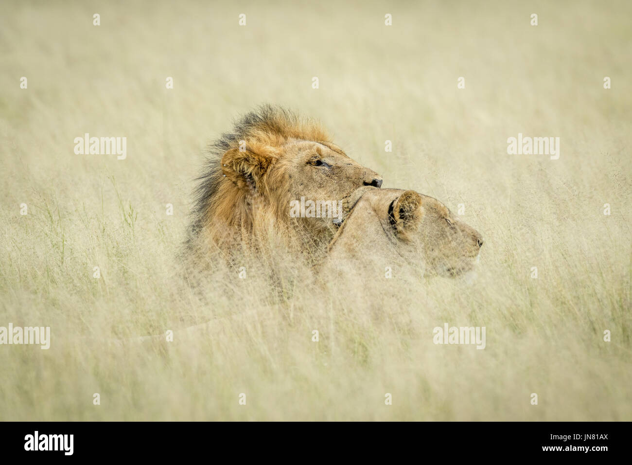 Lion mating couple laying in the high grass in the Central Kalahari ...