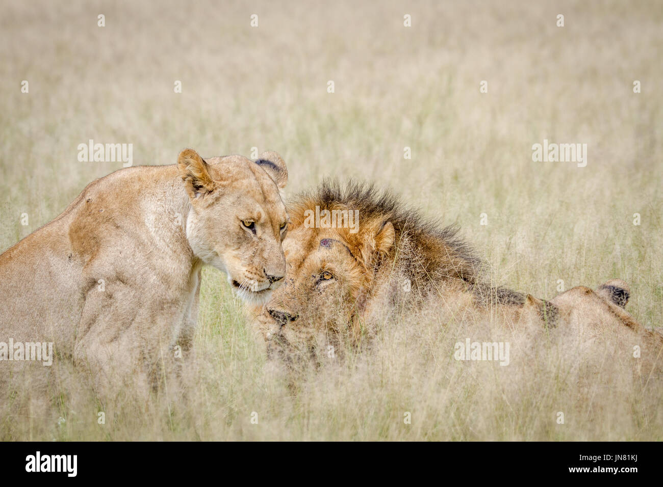 Lion mating couple in the high grass in the Central Kalahari, Botswana ...