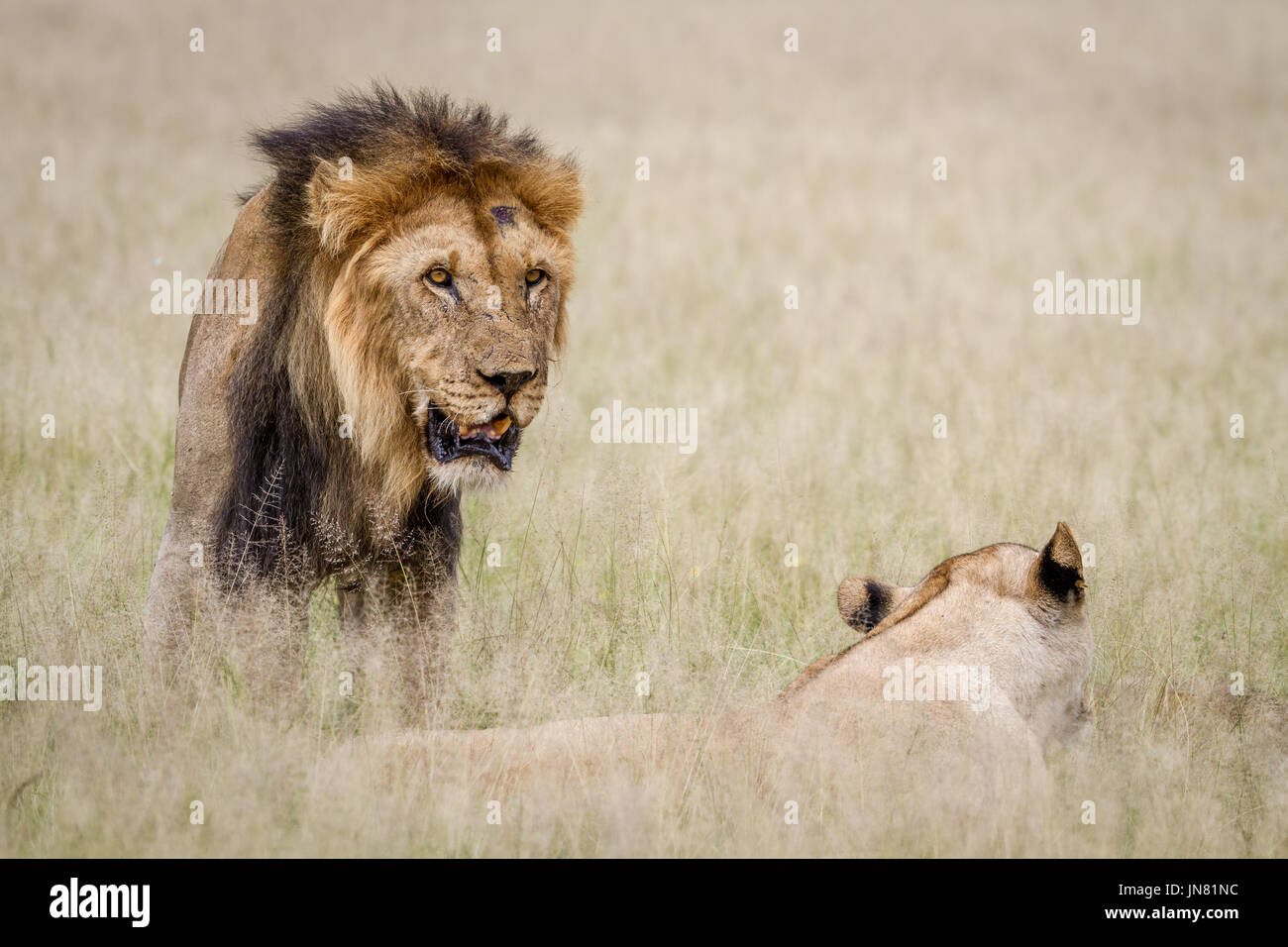 Kgalagadi lion mating hi-res stock photography and images - Alamy