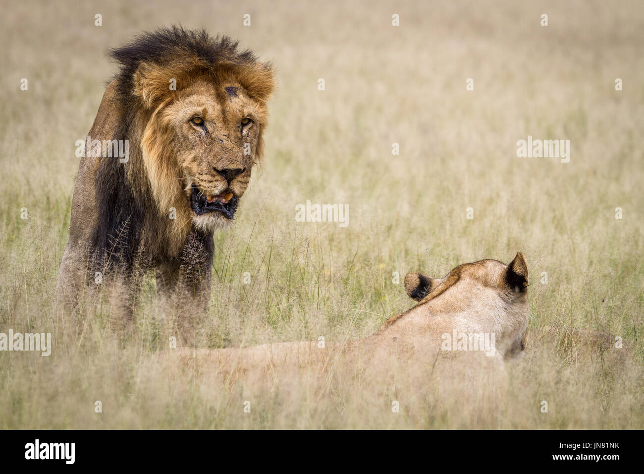 Lion mating couple in the high grass in the Central Kalahari, Botswana ...