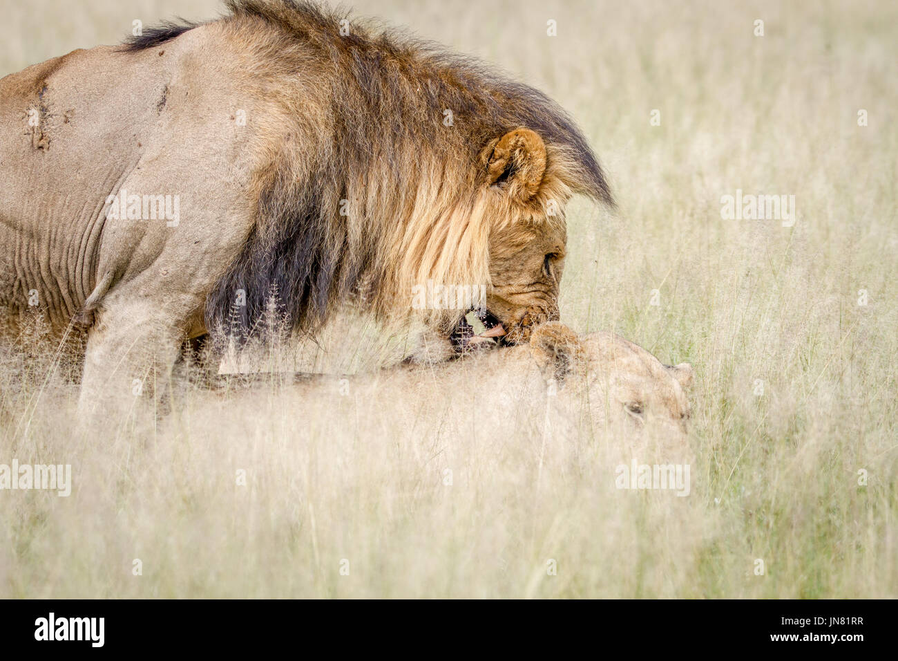 Big male Lion biting the female while mating in the Central Kalahari ...