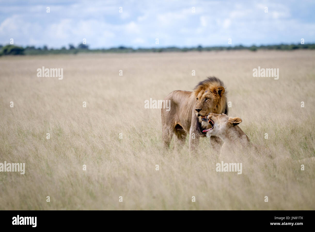 Lion mating couple in the high grass in the Central Kalahari, Botswana ...