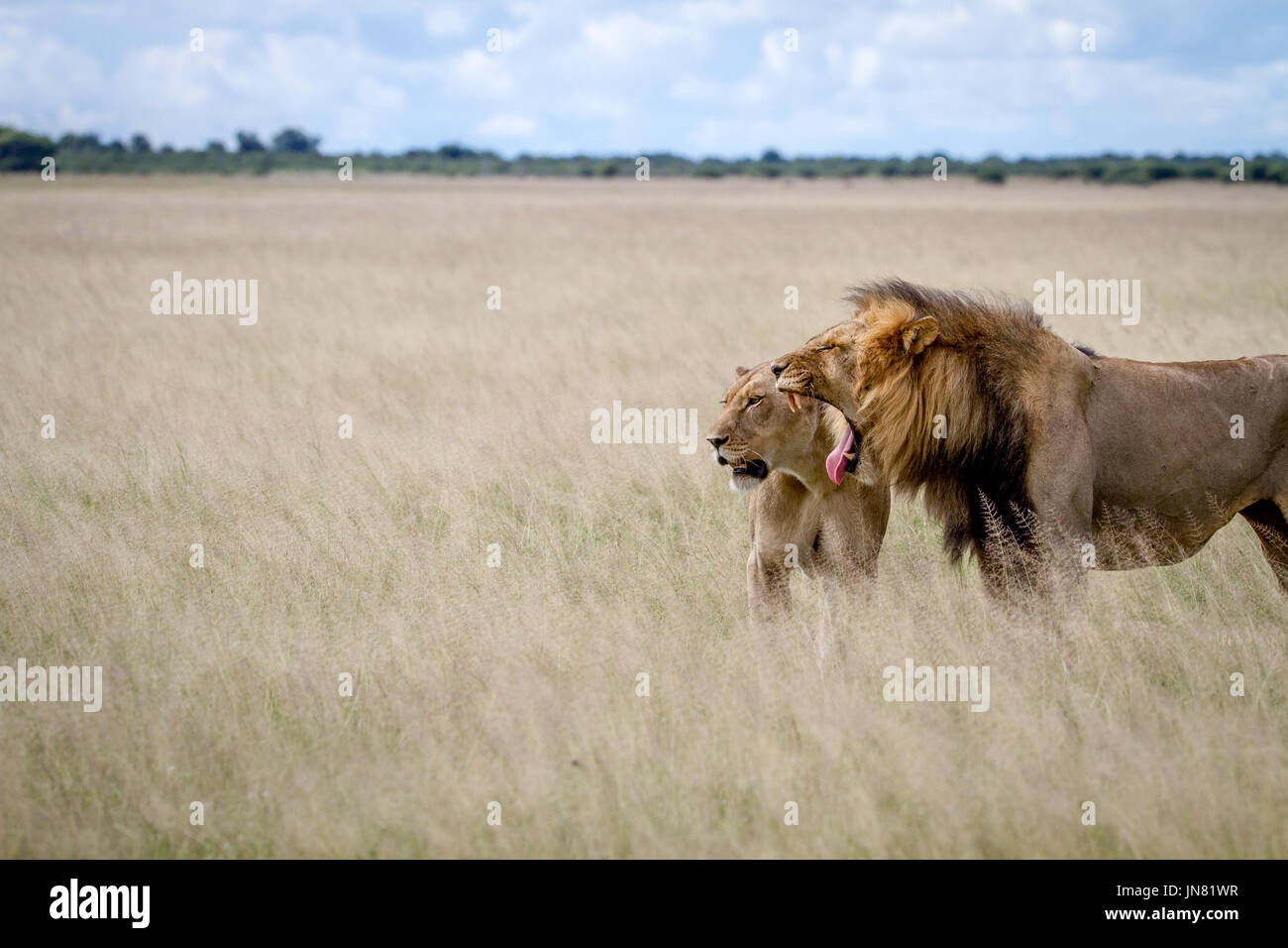Lion mating couple in the high grass in the Central Kalahari, Botswana ...
