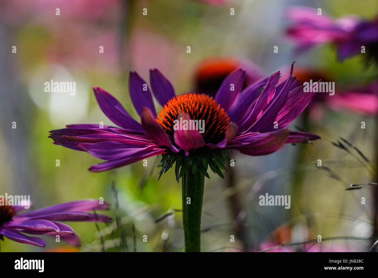 Purple Rudbeckia with sun lighting the centre of it Stock Photo - Alamy