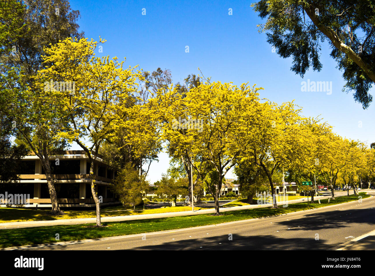 Trees in a median strip in the road are in full Springtime bloom Stock ...