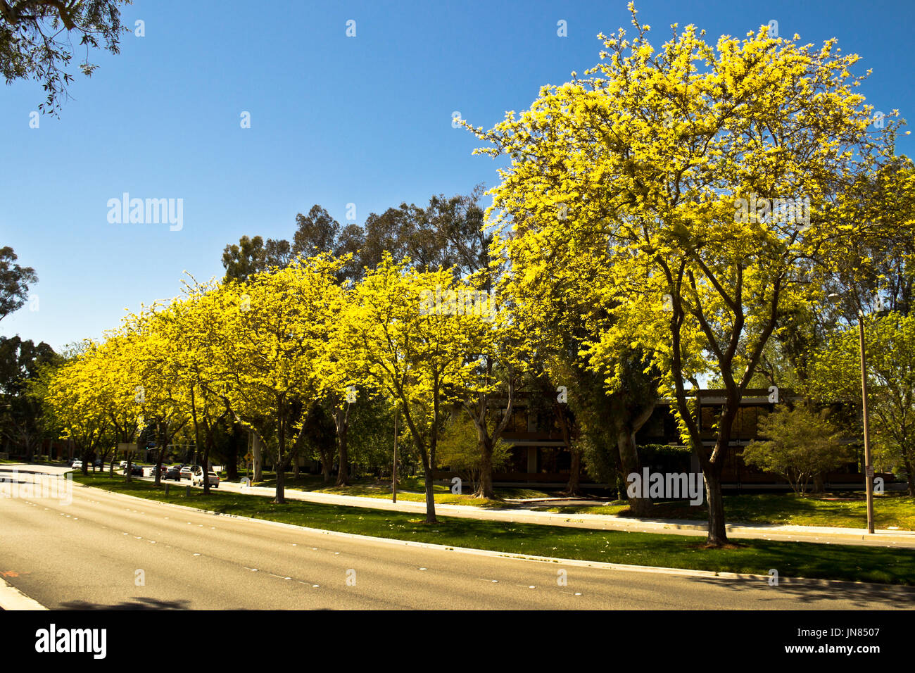 Bright yellow-green leaves bloom on trees in a median strip in the road ...
