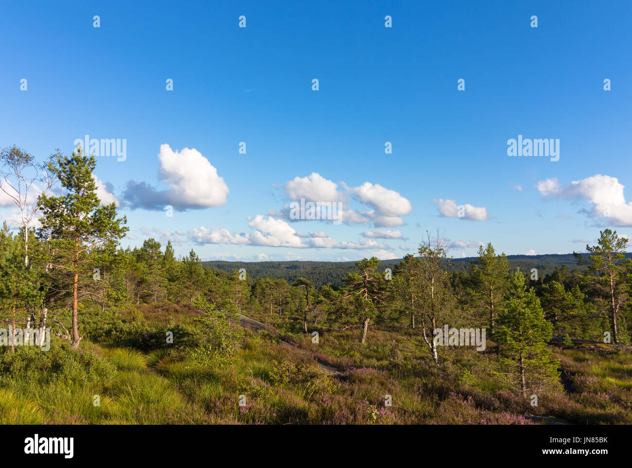 Forest landscape in Norway with blue sky Stock Photo - Alamy