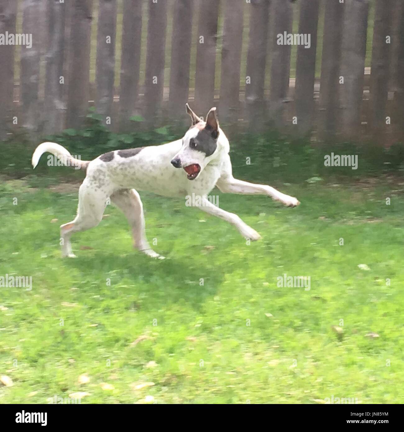 Scamper Stock Photos & Scamper Stock Images - Alamy