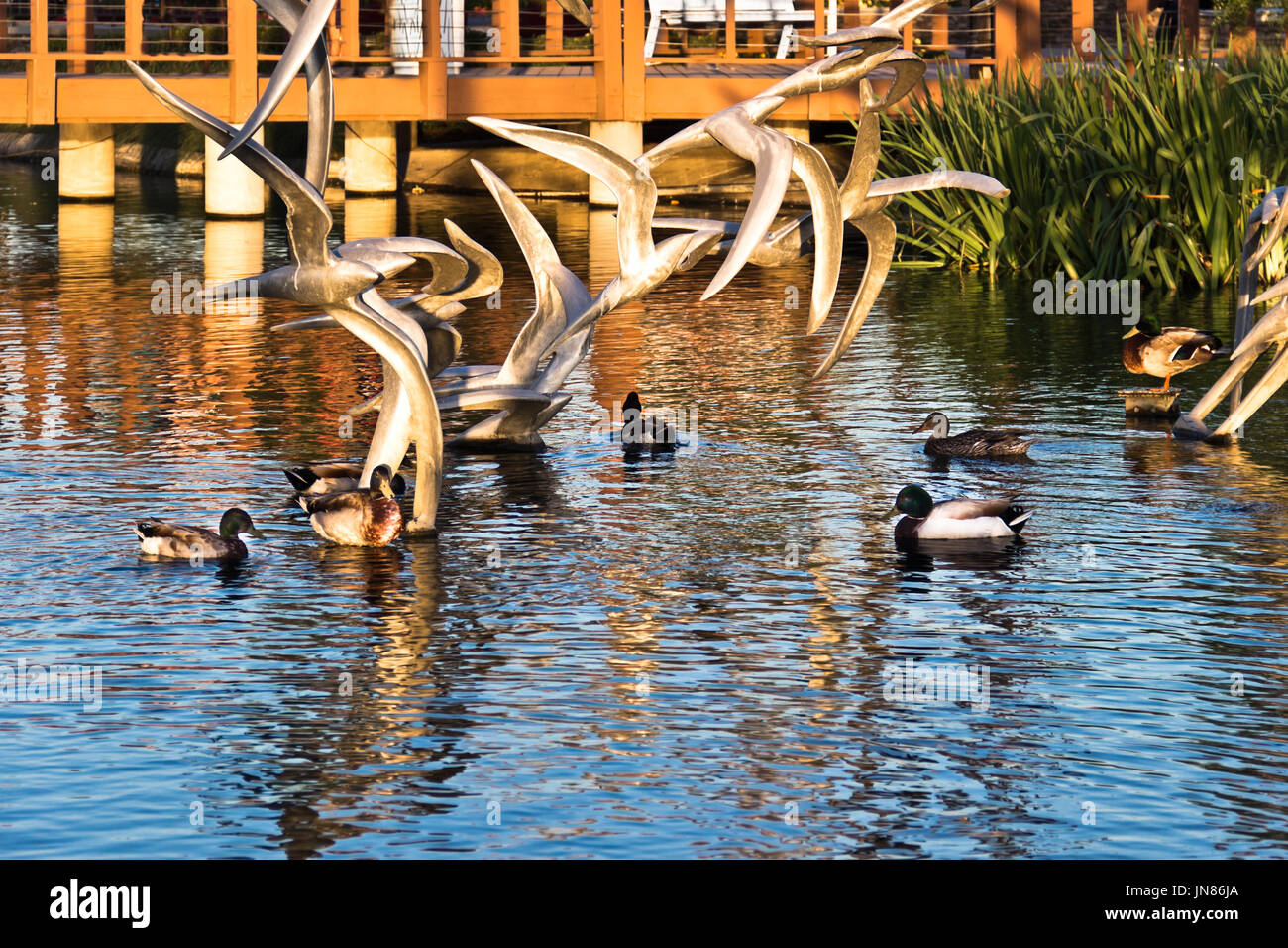 A group of ducks gather in a park pond in the late afternoon sun Stock ...