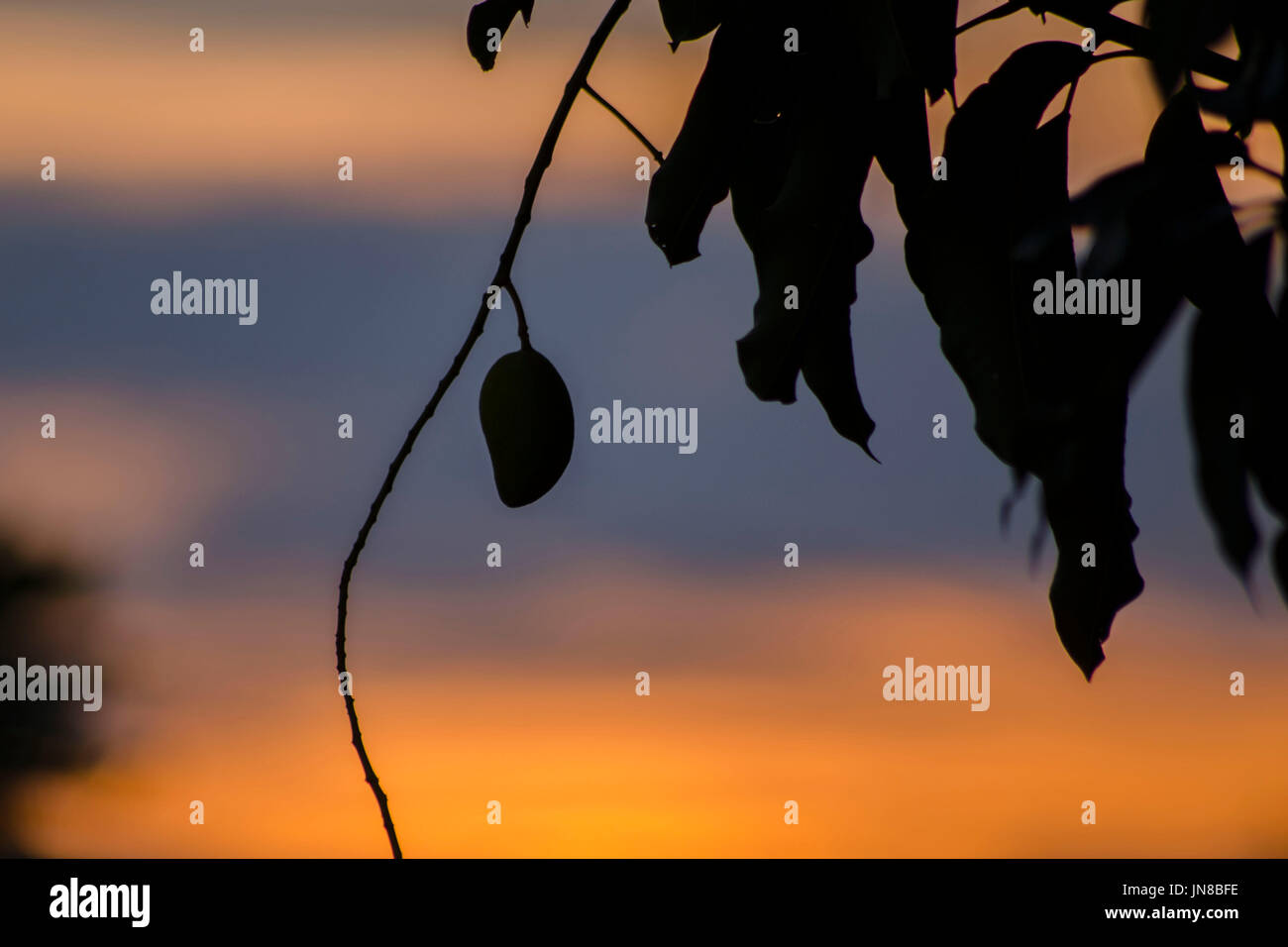 Silhouette mango tree hi-res stock photography and images - Alamy