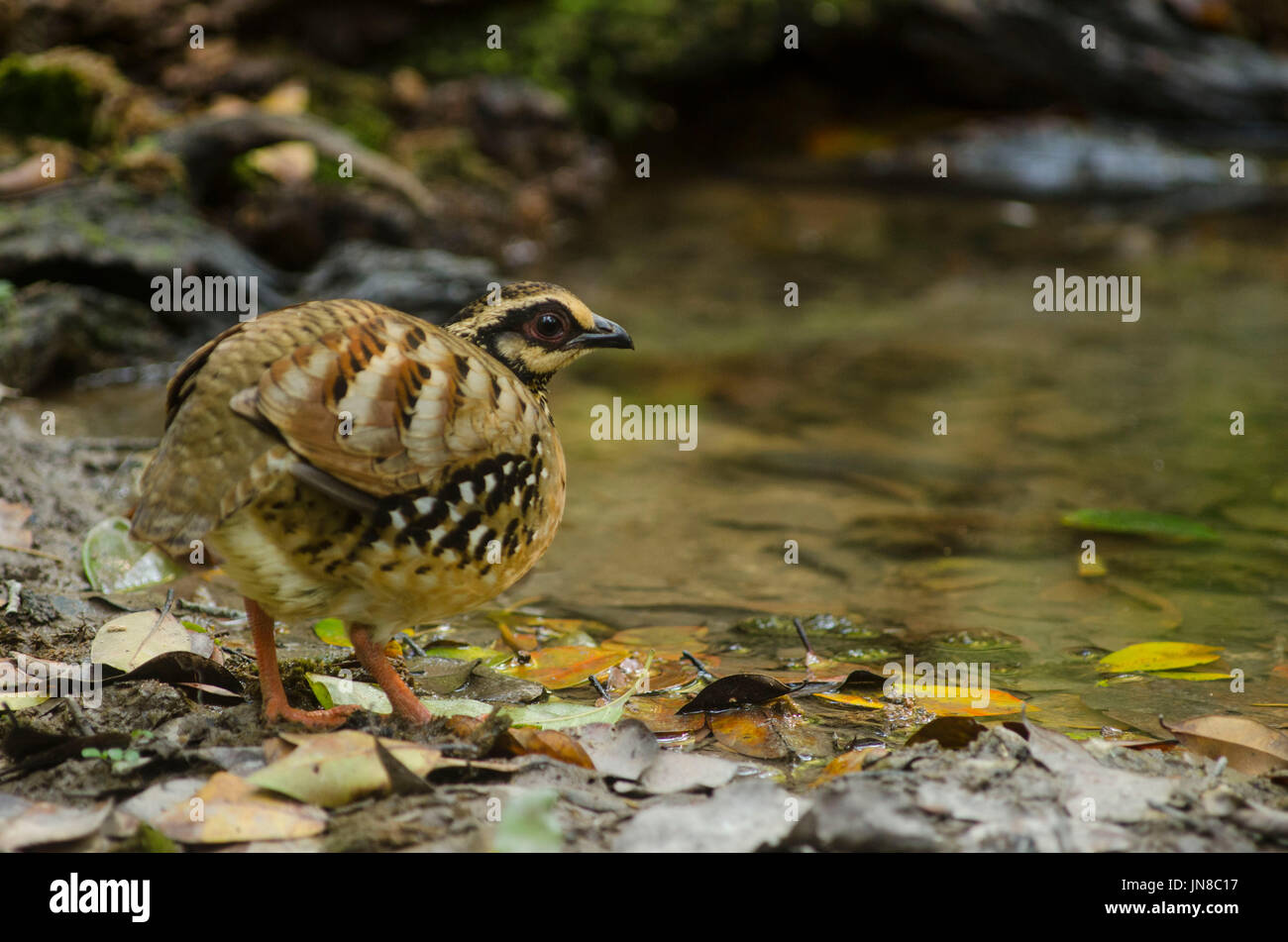Patridge bird hi-res stock photography and images - Alamy