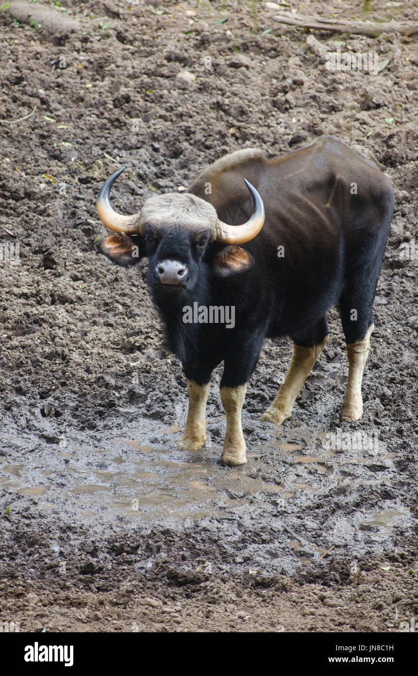 Gaur thailand hi-res stock photography and images - Alamy