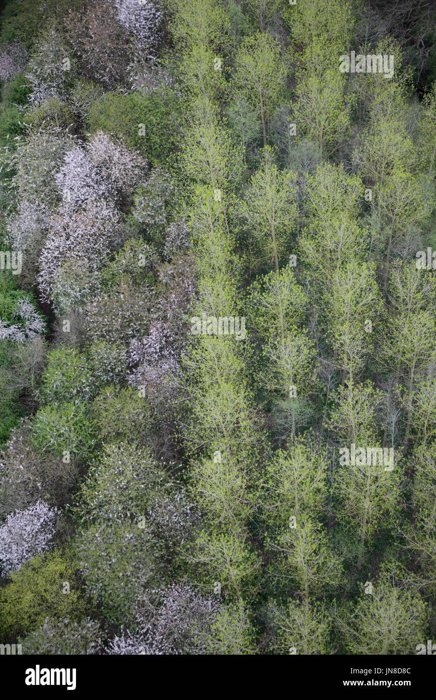 Aerial photograph trees Stock Photo - Alamy