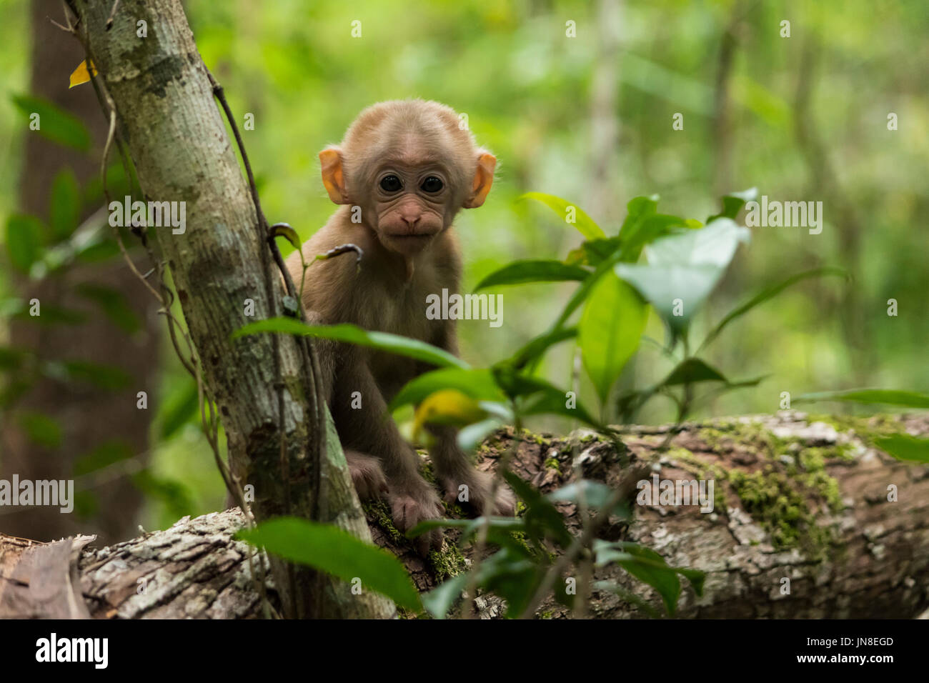 Assamese monkey hi-res stock photography and images - Alamy