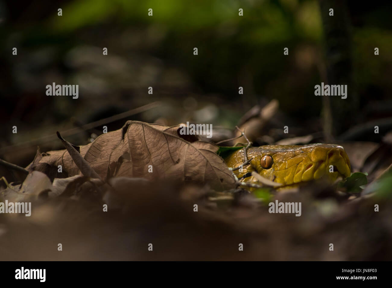 Camouflage lighting hi-res stock photography and images - Alamy