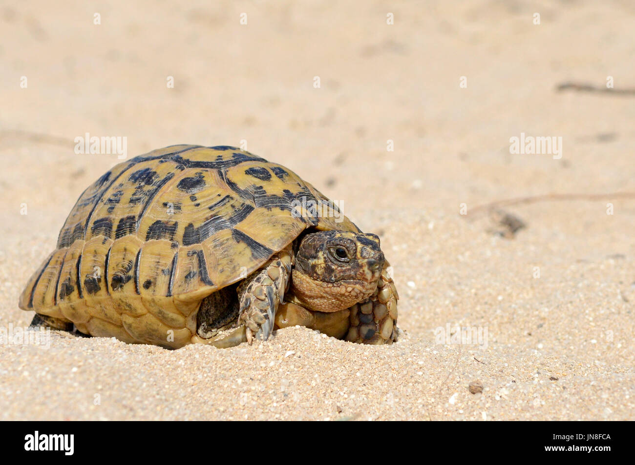 Testudina hi-res stock photography and images - Alamy