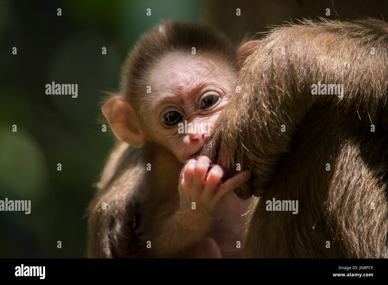 Assamese monkey hi-res stock photography and images - Alamy