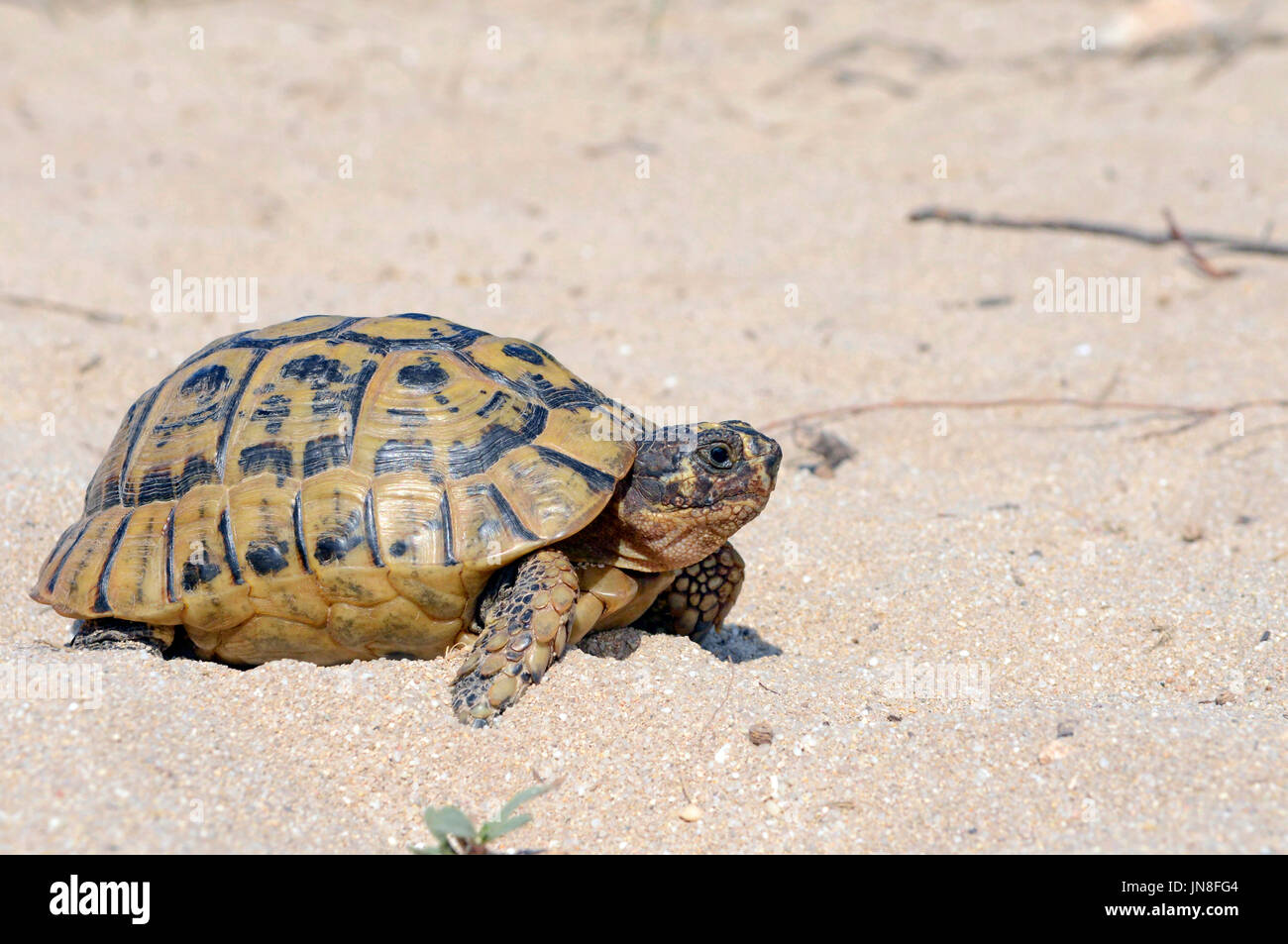 Hermanns Tortoise High Resolution Stock Photography and Images - Alamy
