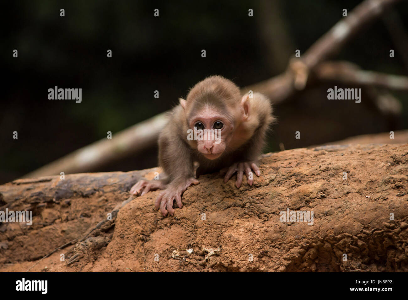 Assamese monkey hi-res stock photography and images - Alamy