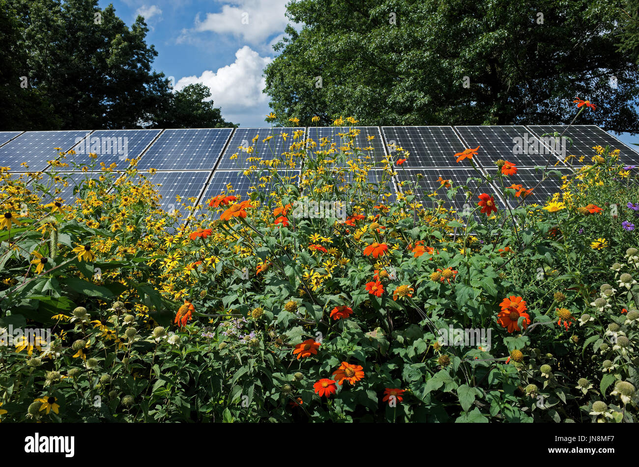 Wild flowers and solar panels on a sunny summer’s day. Featured plant ...