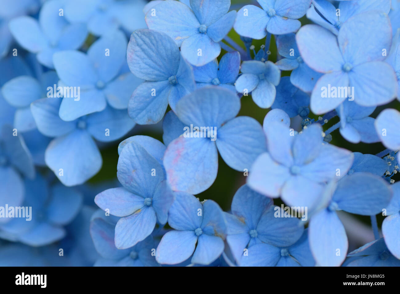 Macro details of blue hydrangea flowers Stock Photo - Alamy