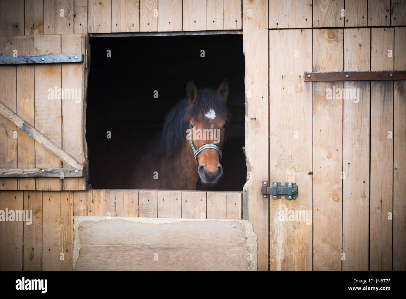 Portrait of a horse. Animal in stables Stock Photo - Alamy