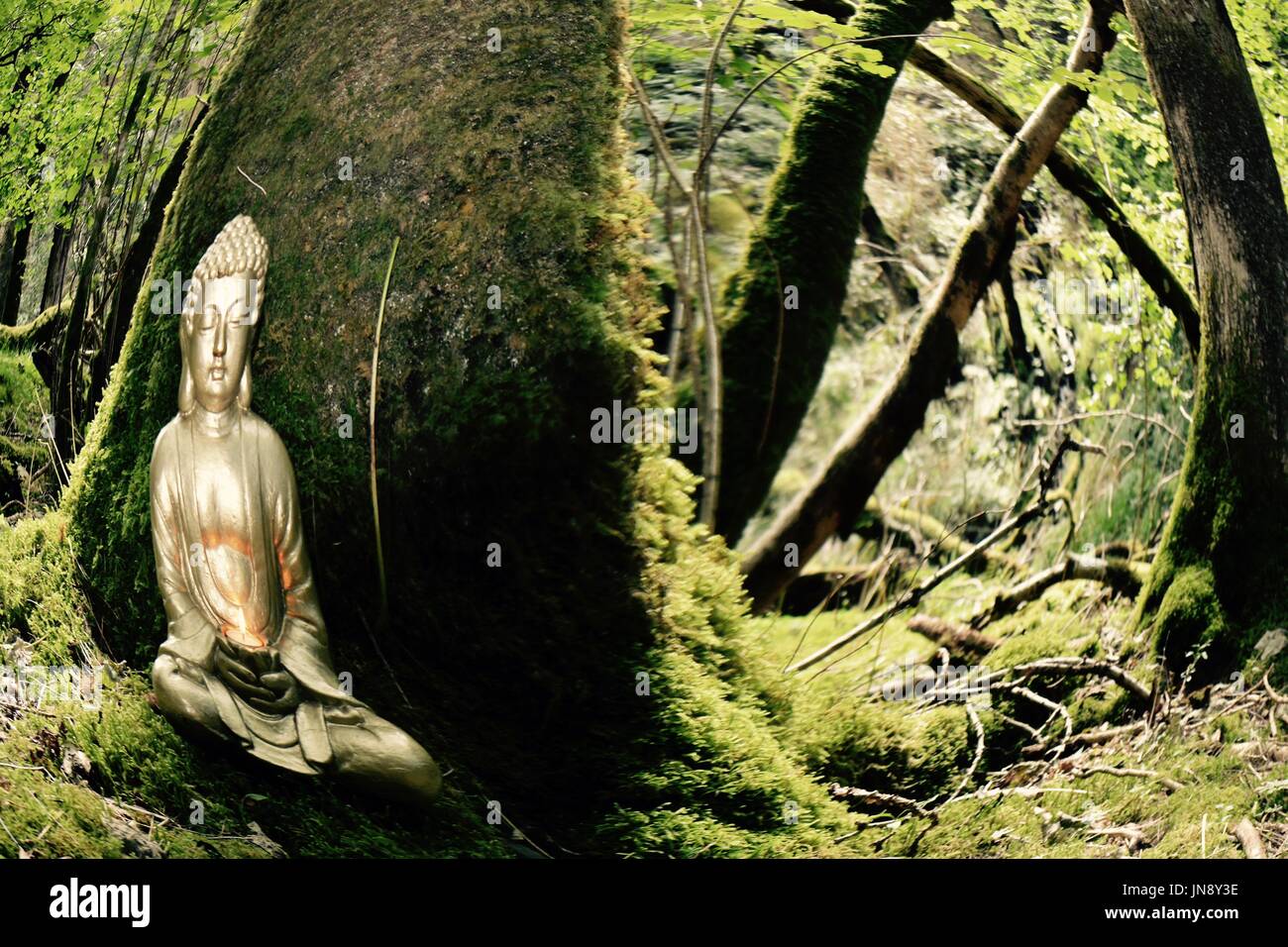 Buddha enlightenment tree art hi-res stock photography and images - Alamy