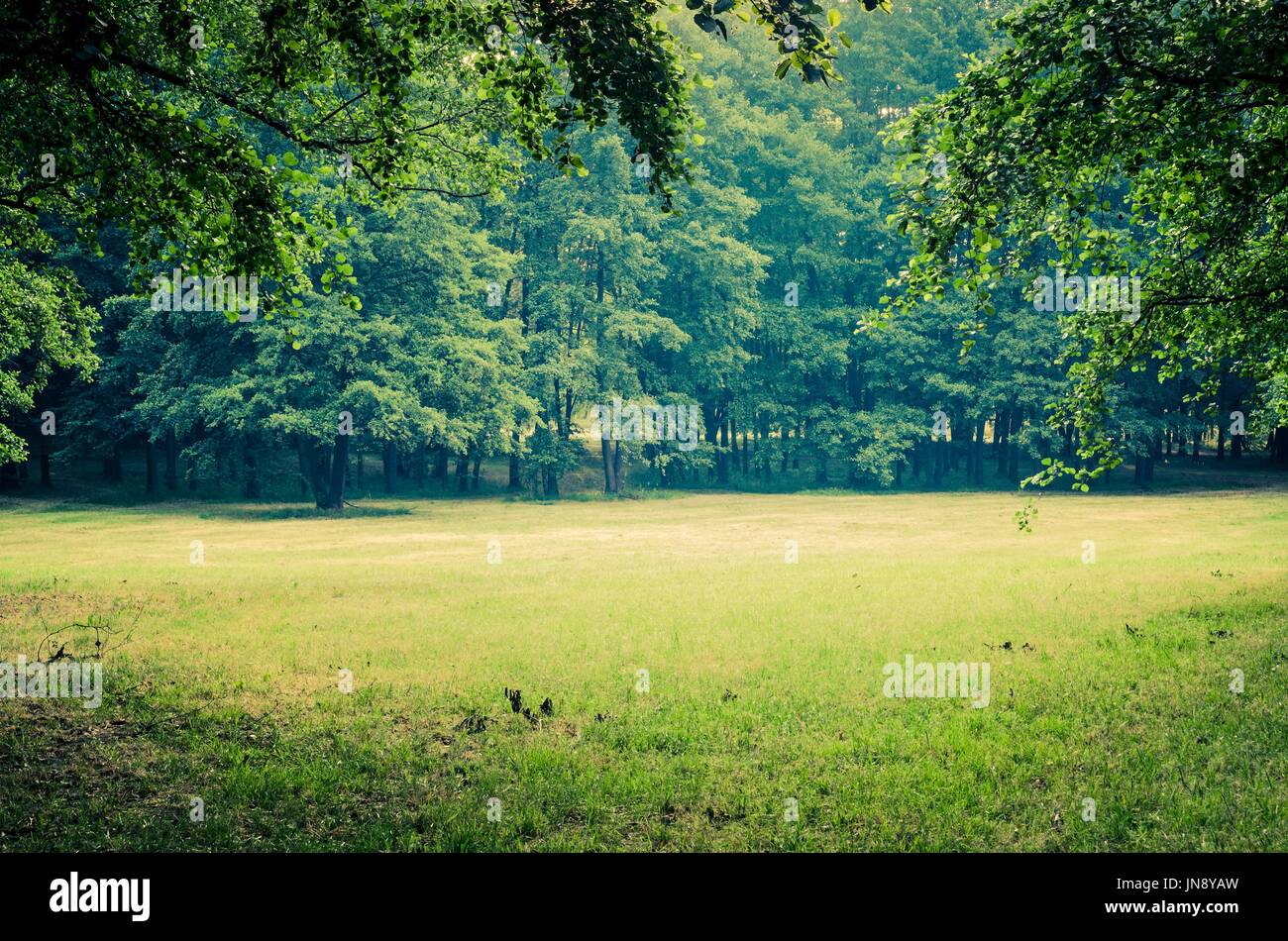 Green grass trees leaves hi-res stock photography and images - Alamy