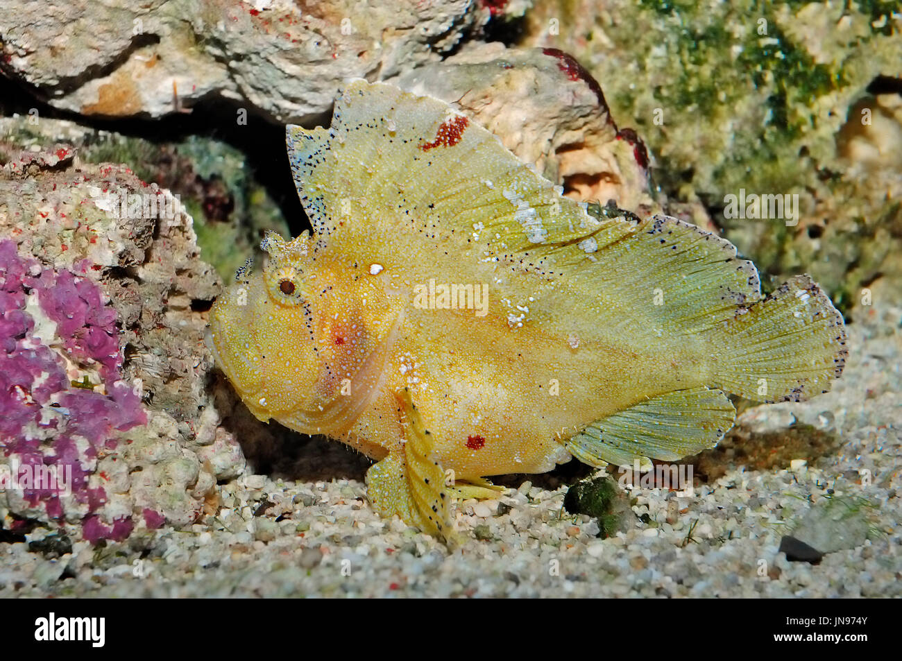 Schaukelfisch taenianotus triacanthus hi-res stock photography and ...