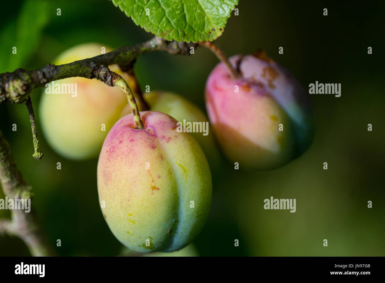 Dwarf plumb tree producing beautiful plums Stock Photo - Alamy