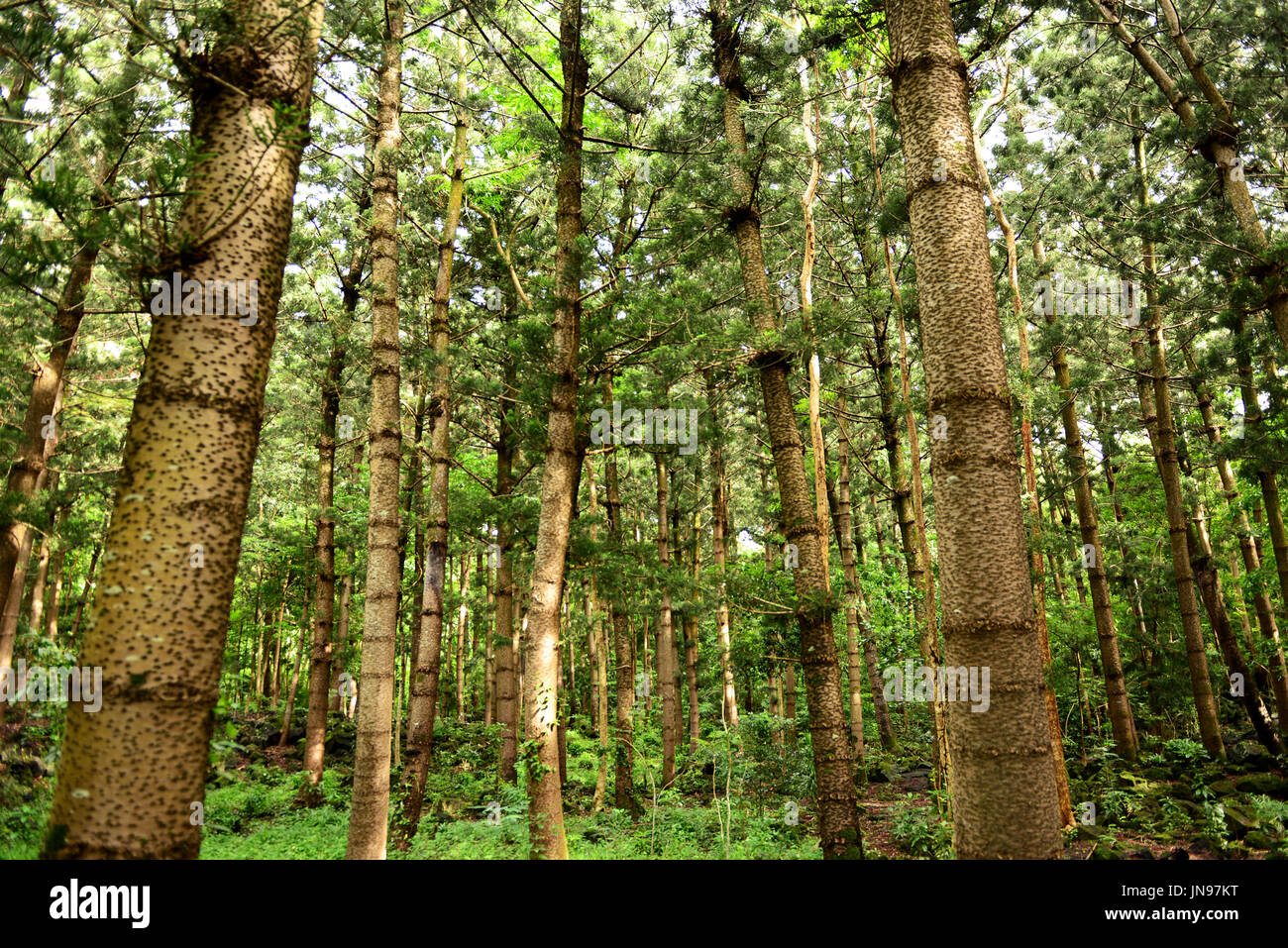 Mauritius and Reunion Stock Photo - Alamy