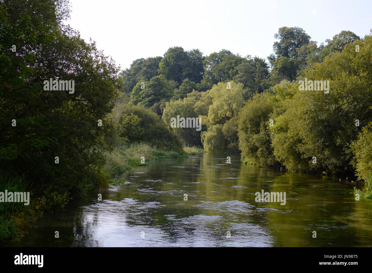 River Itchen Ovington,Hampshire UK Stock Photo - Alamy