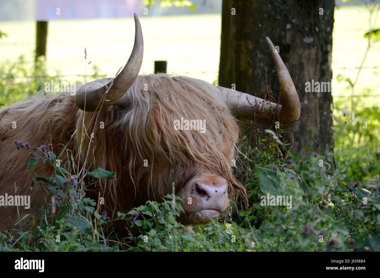 Highland Longhorn Cattle resting Close Up Stock Photo - Alamy