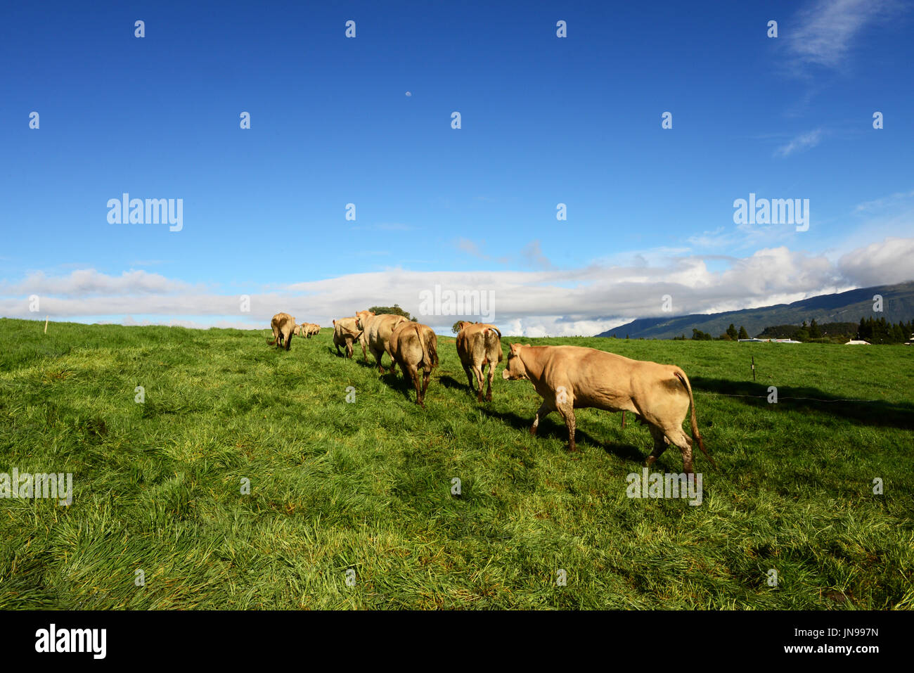 Mauritius and Reunion Stock Photo - Alamy