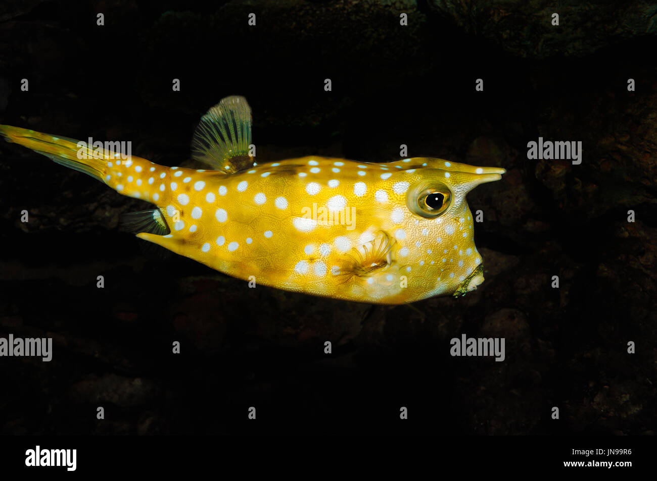 Longhorn cowfis hi-res stock photography and images - Alamy