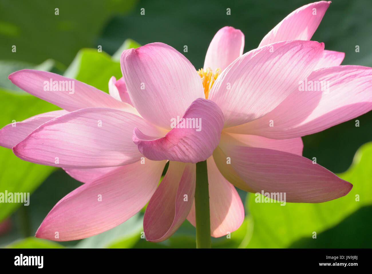 Macro texture of Japanese Pink Lotus flower with sunshine in horizontal ...