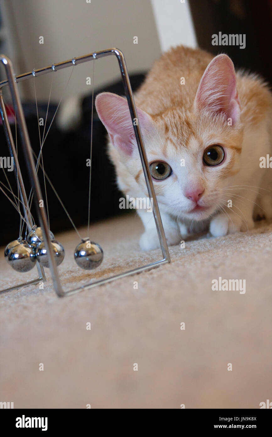 cat looking curiously Stock Photo - Alamy