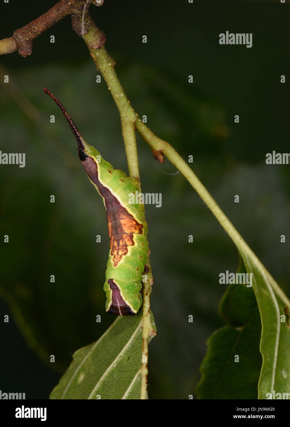 Furcula bicuspis alder hi-res stock photography and images - Alamy