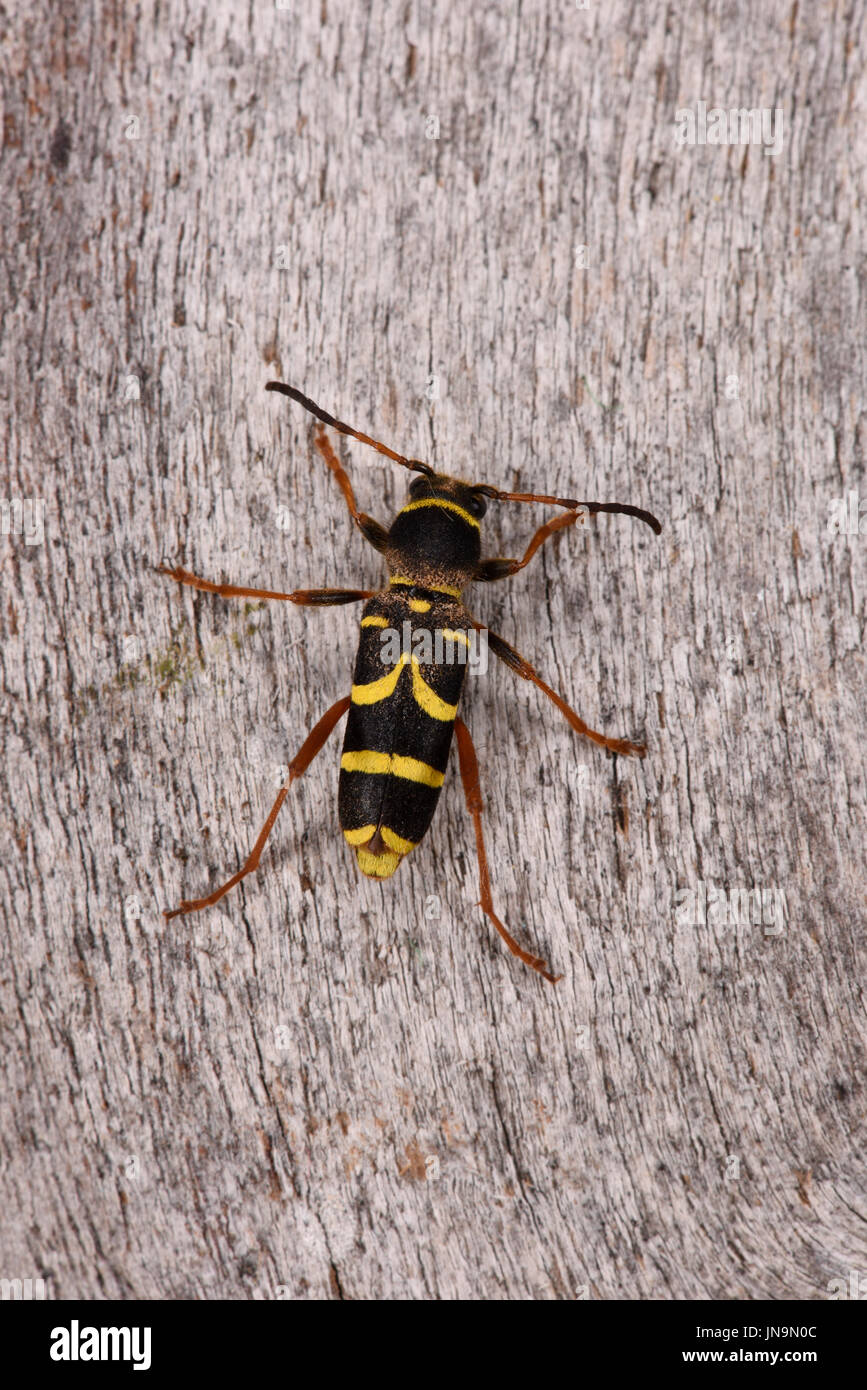 Wasp beetle clytus arietis hi-res stock photography and images - Alamy