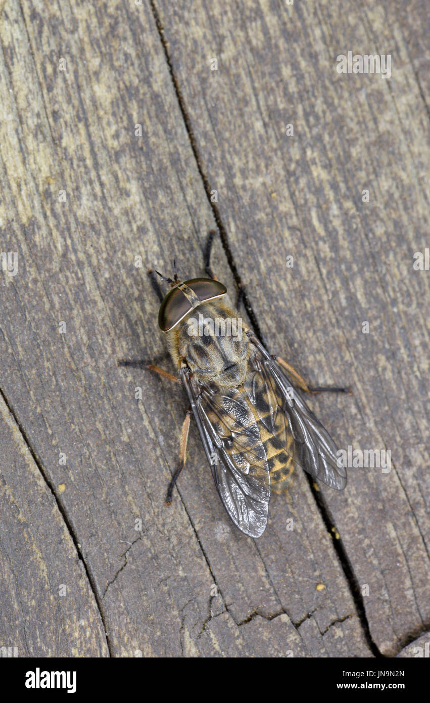 Horse-fly (Tabanus bromius) adult at rest on wood, Monmouth, Wales ...