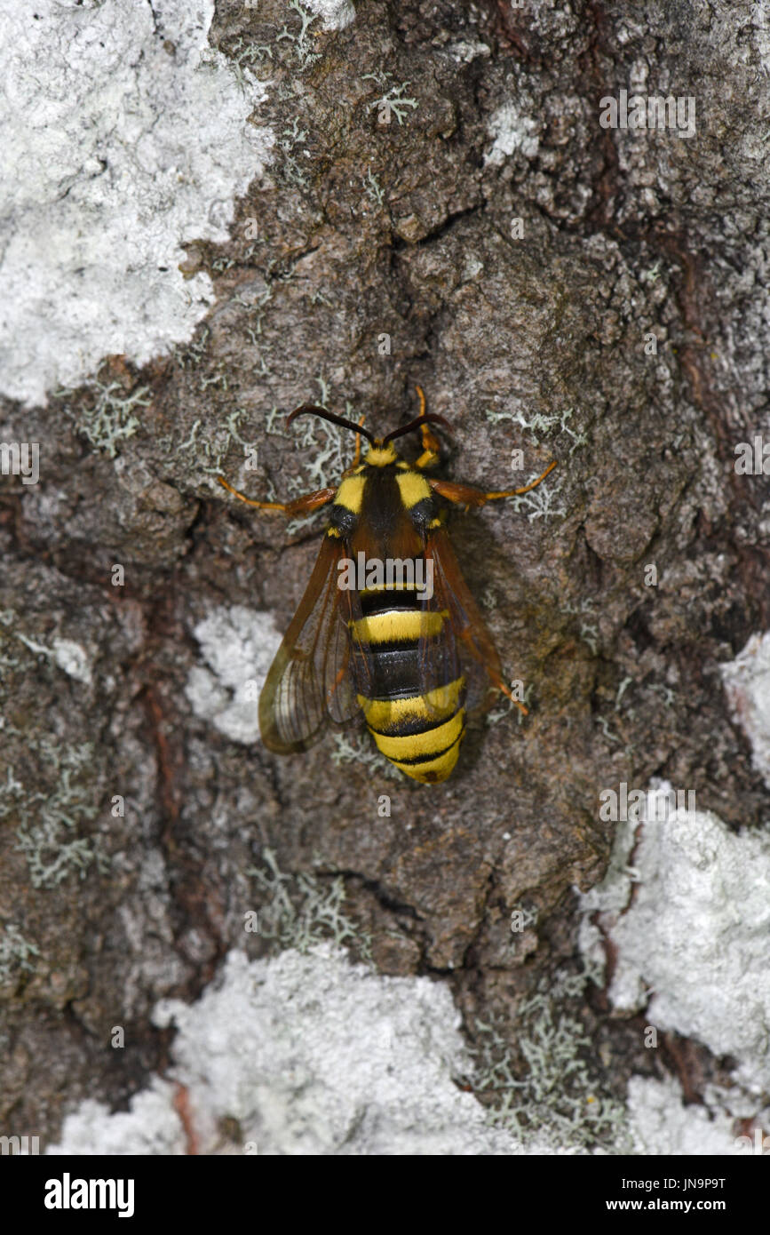 Hornet Clearwing Moth (Sesia apiformis) female at rest on tree trunk ...