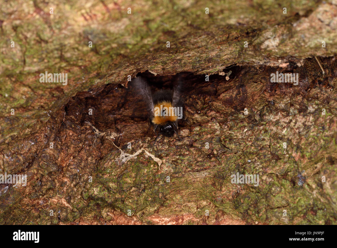 Tree Bumblebee (Bombus hypnorum) at entrance to nest hole in tree ...