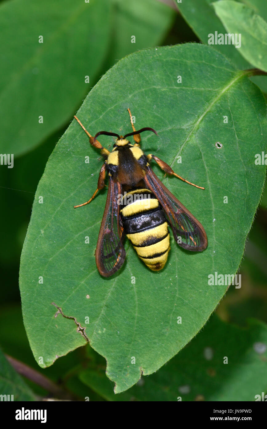 Hornet Clearwing Moth (Sesia apiformis) female at rest on leaf, Estonia ...