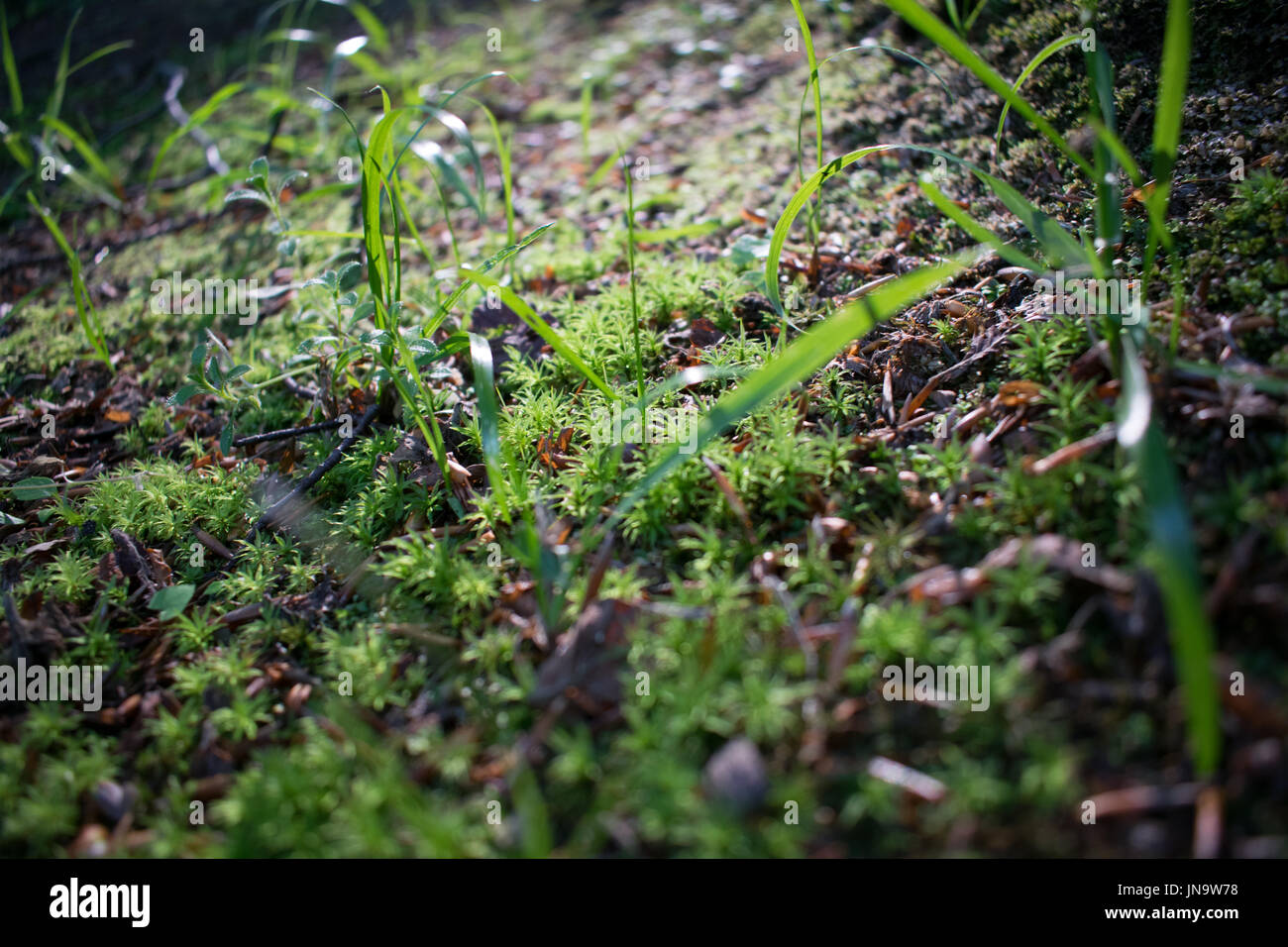 Moss in grass hi-res stock photography and images - Alamy