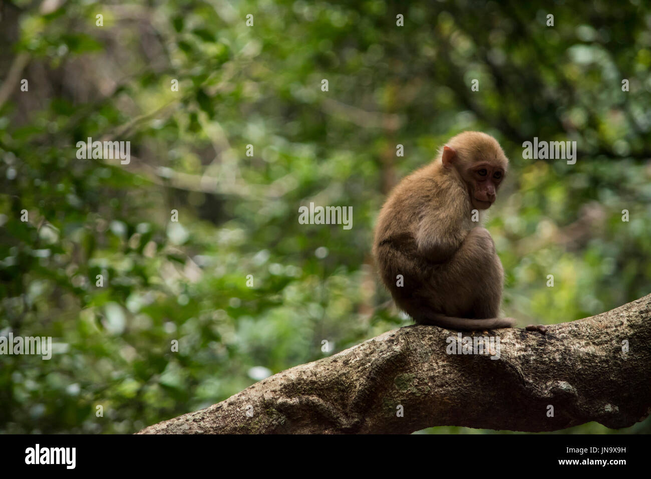 Assam macaca assamensis hi-res stock photography and images - Alamy