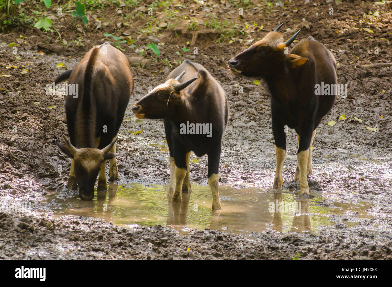 Gaur eating hi-res stock photography and images - Alamy