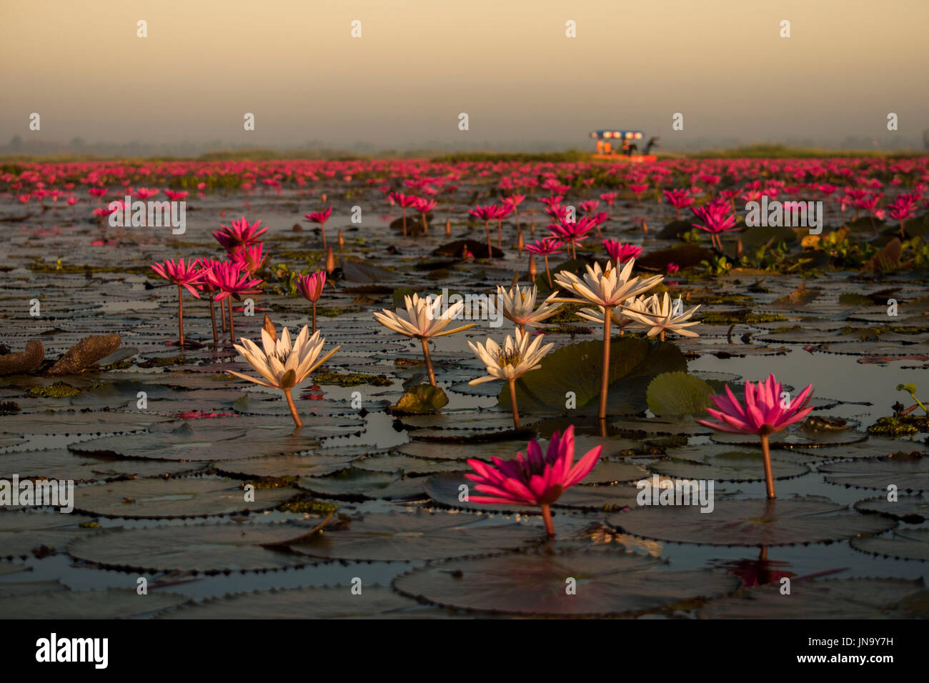 Red Lotus Lake Stock Photo - Alamy
