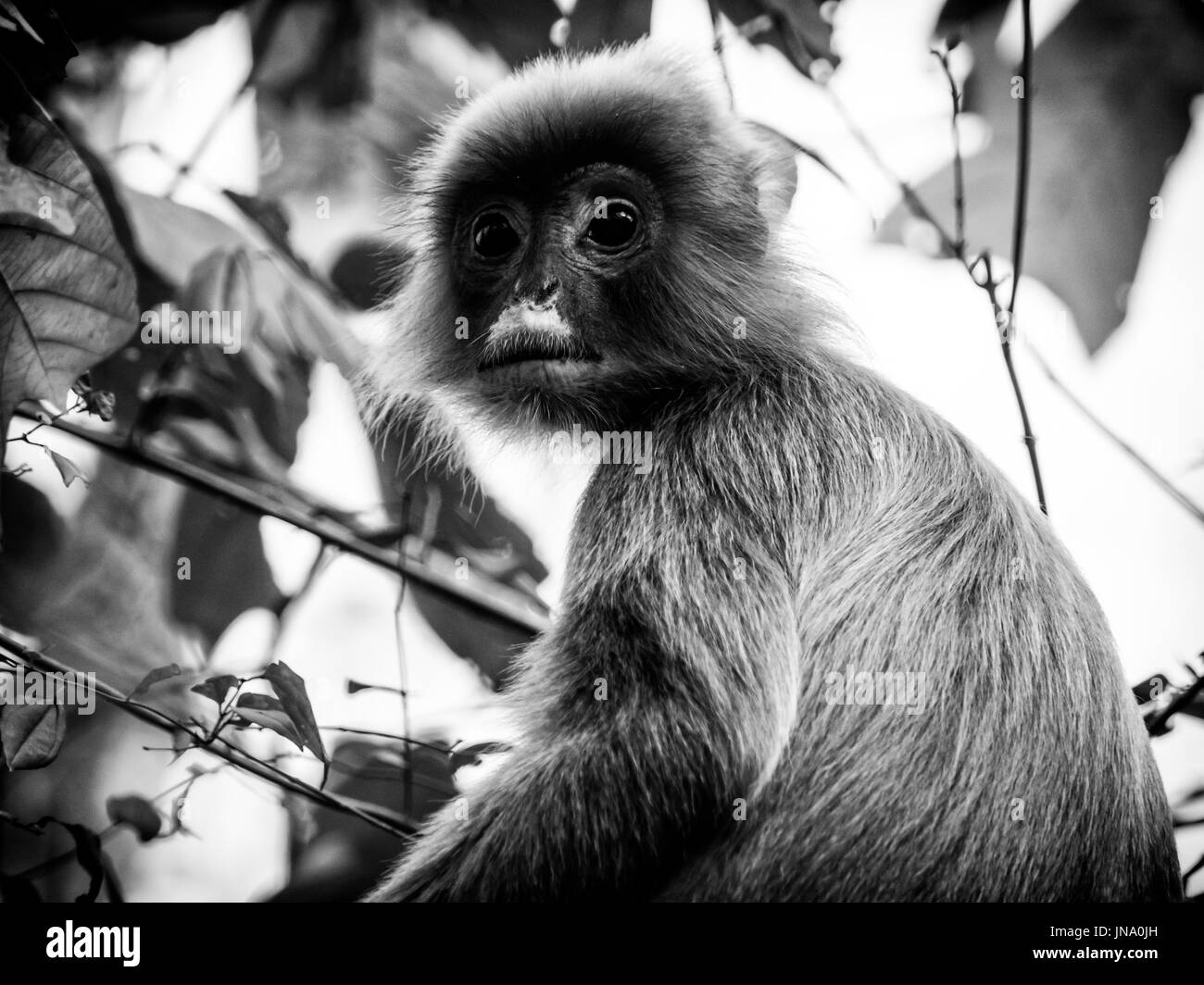 Black and white langur Stock Photo - Alamy