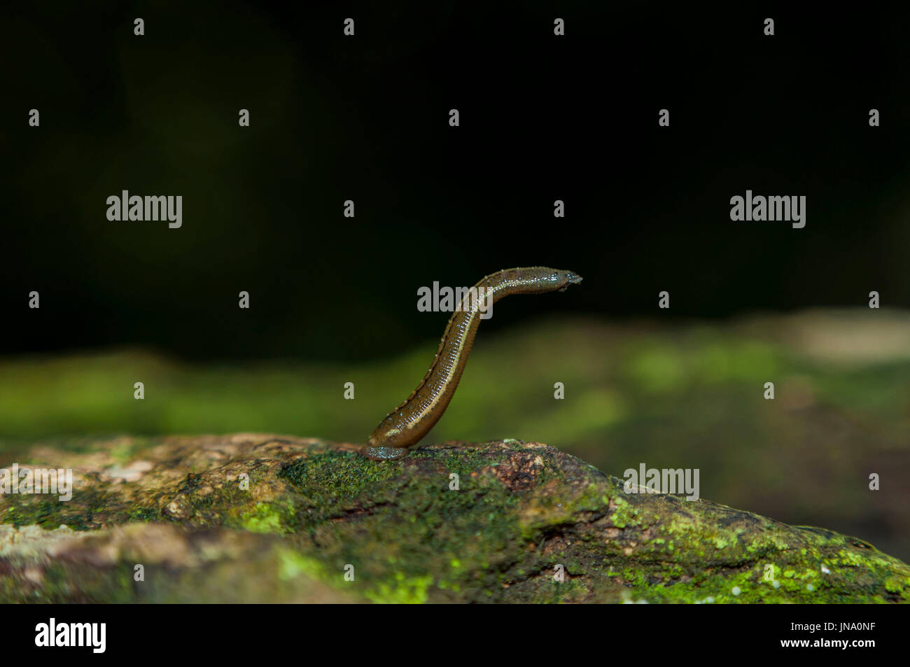 Leech bite hi-res stock photography and images - Alamy