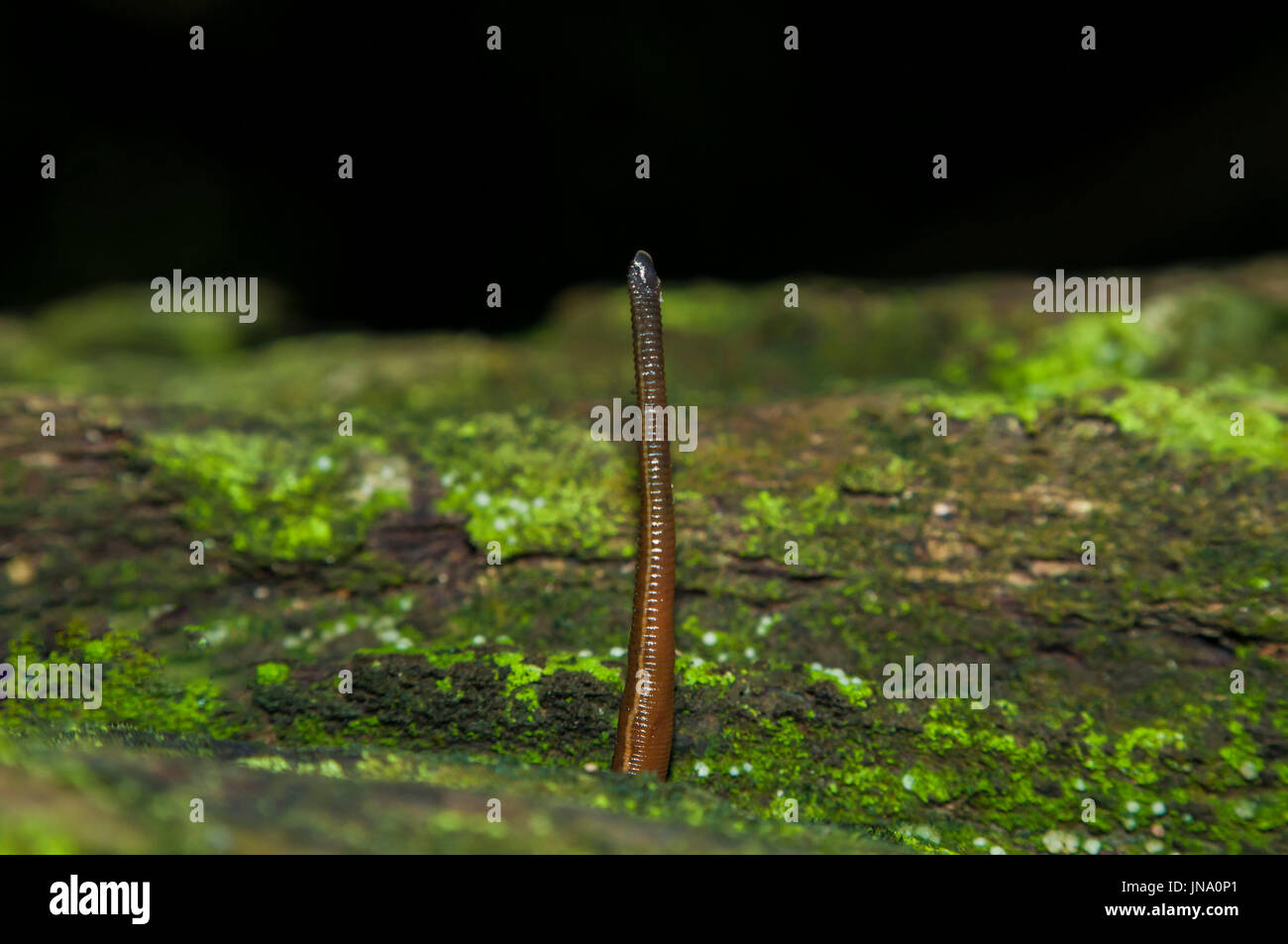 Bloodsucker or leech looking in Thailand forest Stock Photo - Alamy
